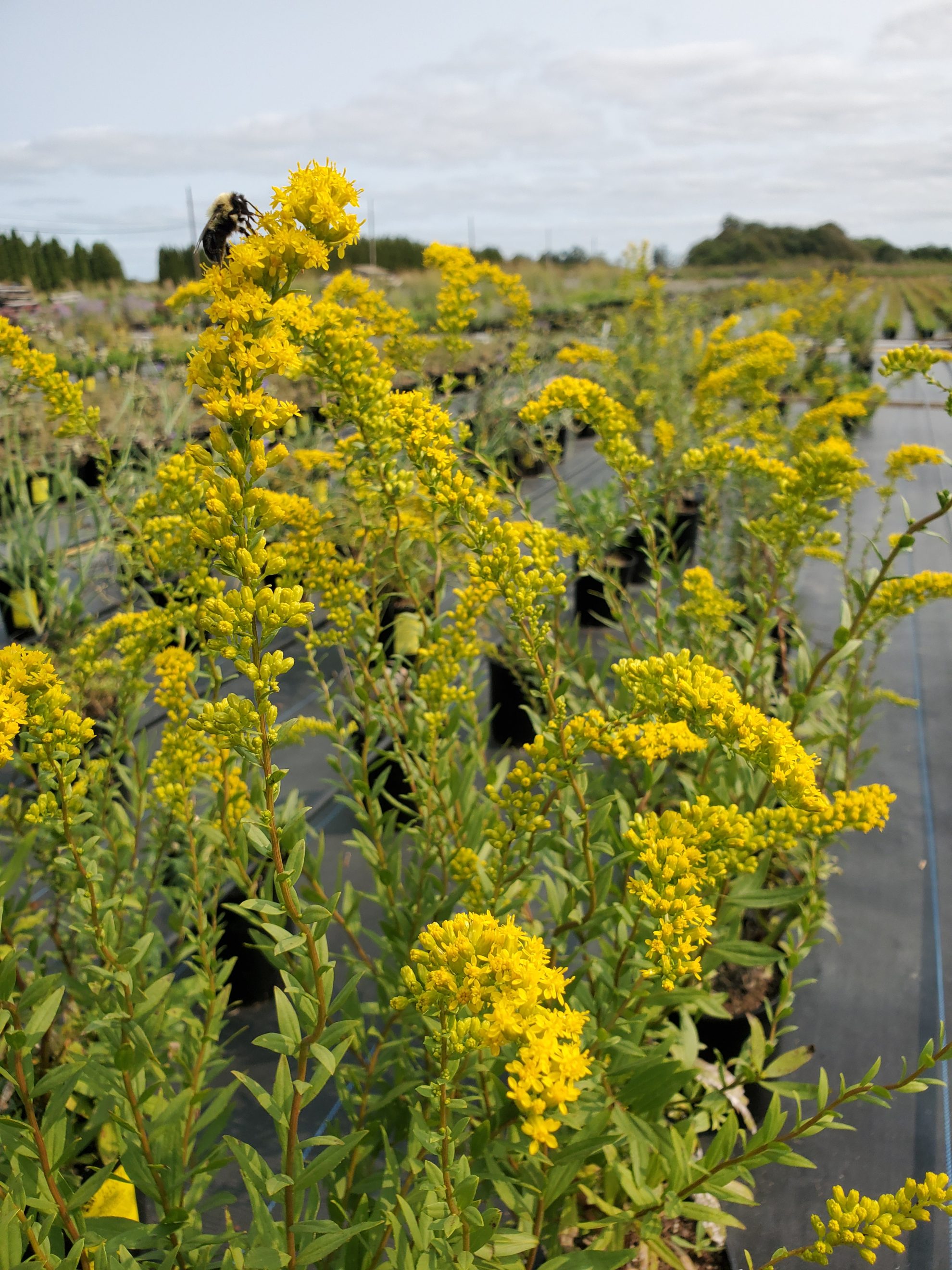 Solidago - Glover Perennials