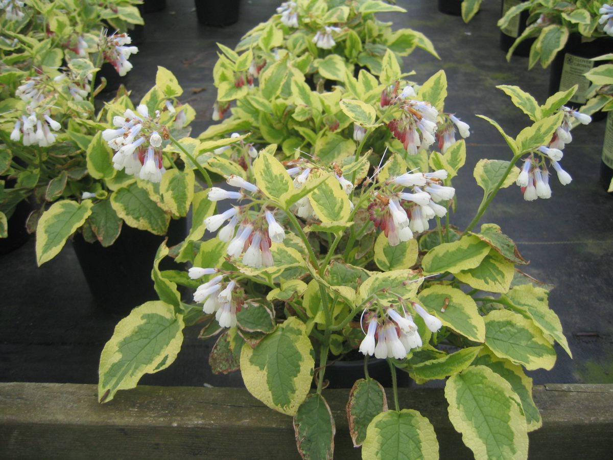 Symphytum – Glover Perennials