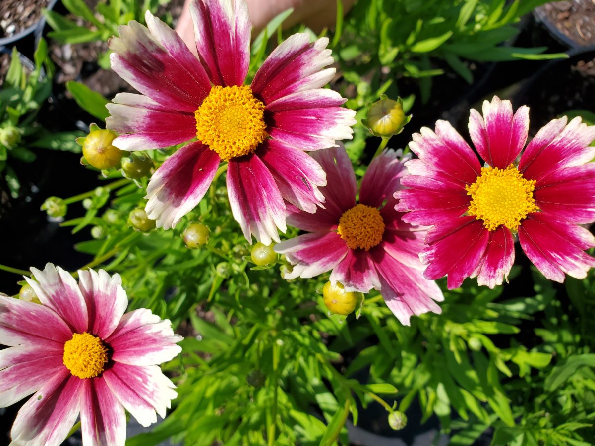 Coreopsis - Glover Perennials