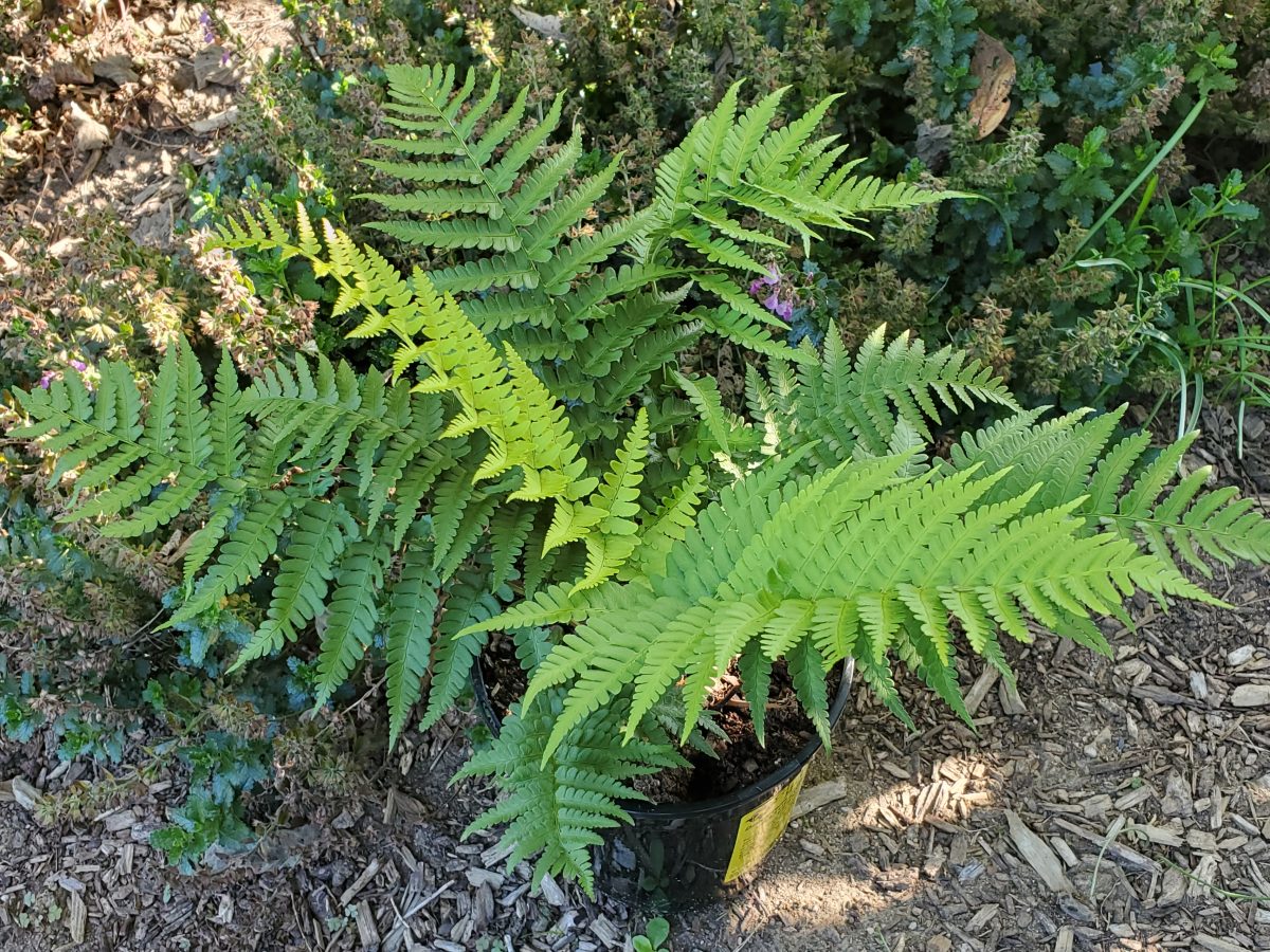 Dryopteris marginalis - Glover Perennials