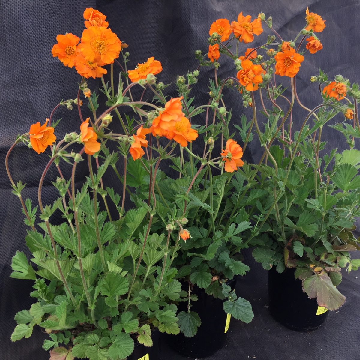 Geum - Glover Perennials