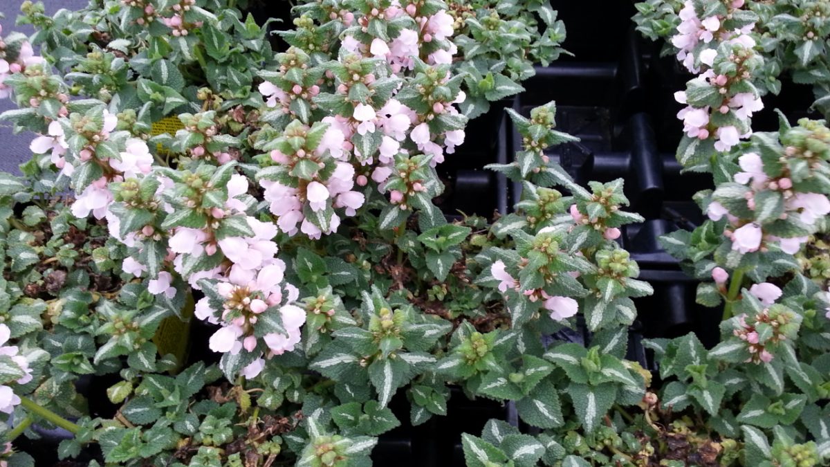 Lamium - Glover Perennials